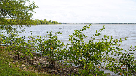 News Alagoas Detail - The Aflora Mangue Project has completed planting ...